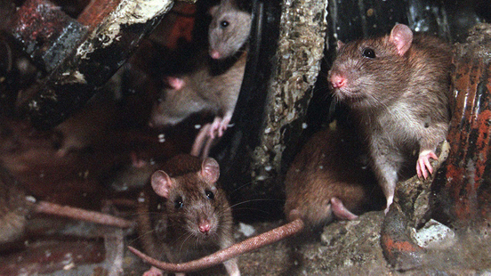 Ratten klachten | SRT Riooltechniek